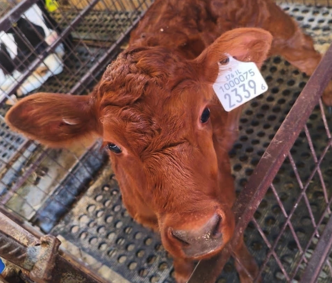 Newborn Red Heifer Sparks Halachic Review in Israel - 5 Towns Central